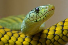 snake | Natural Resources Spatial Analysis Lab